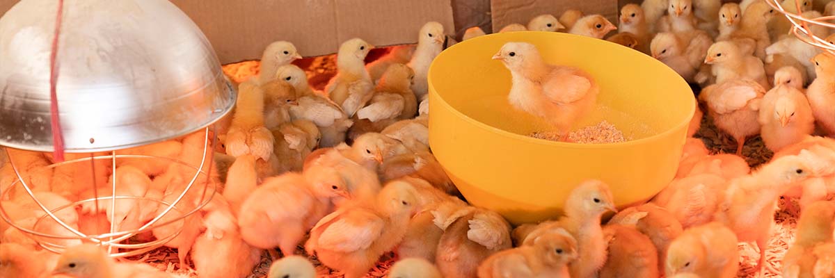 Heat Lamp Safety Tips | Co-operative Insurance Companies